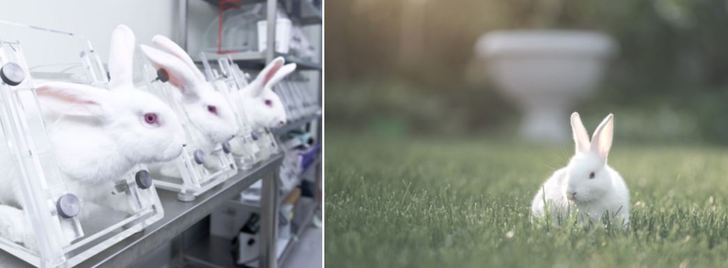 Bunny Makeup Testing | Saubhaya Makeup